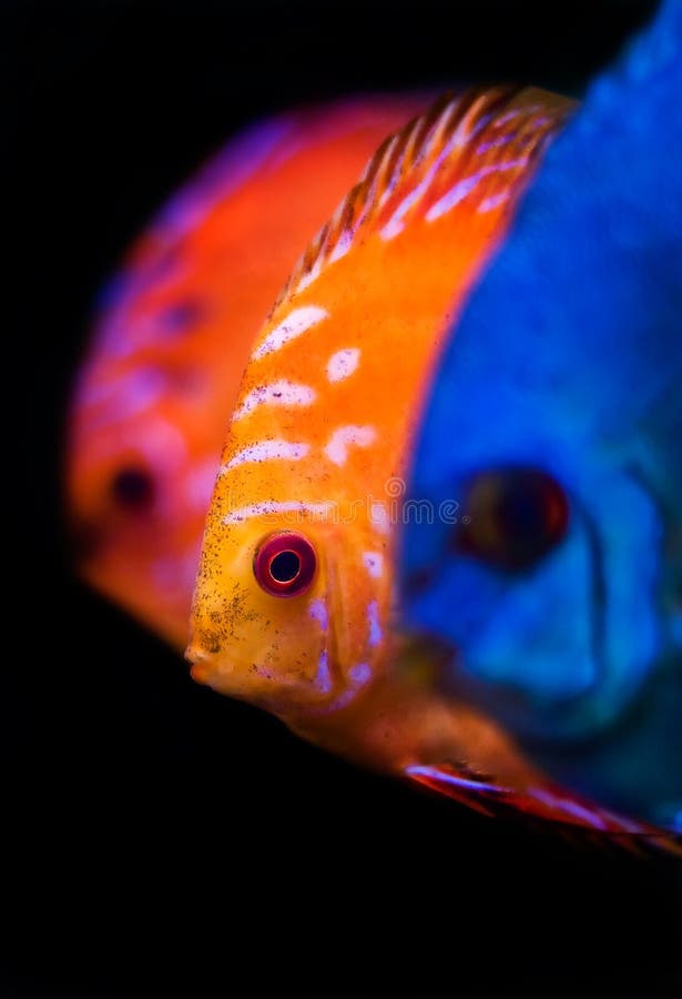 Symphysodon Discus on Black Stock Photo - Image of alive, body: 3872034