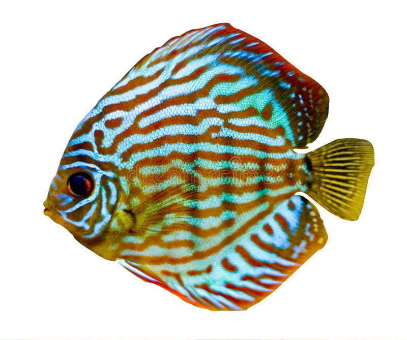 Colorful discus fish stock image. Image of decorative - 4078783