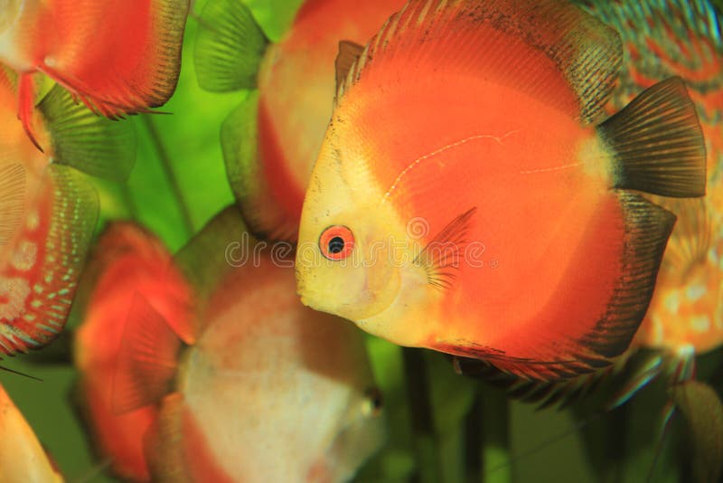 Colorful discus fish stock photo. Image of gills, creature - 3737882