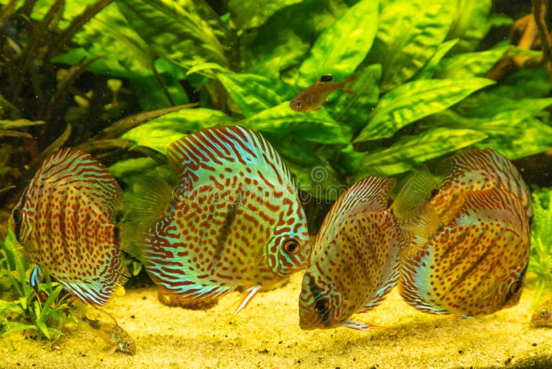 Colorful Discus Fish Floating in the Aquarium Stock Image - Image of ...