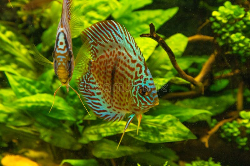 Colorful Discus Fish Floating in the Aquarium Stock Image - Image of ...