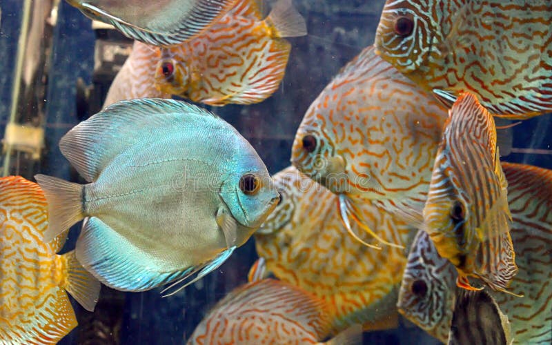 Colorful Discus Fish Tropical Стоковое Фото - изображение насчитывающей ...