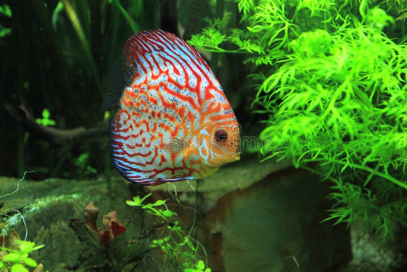 Colorful discus fish stock photo. Image of gills, creature - 3737882