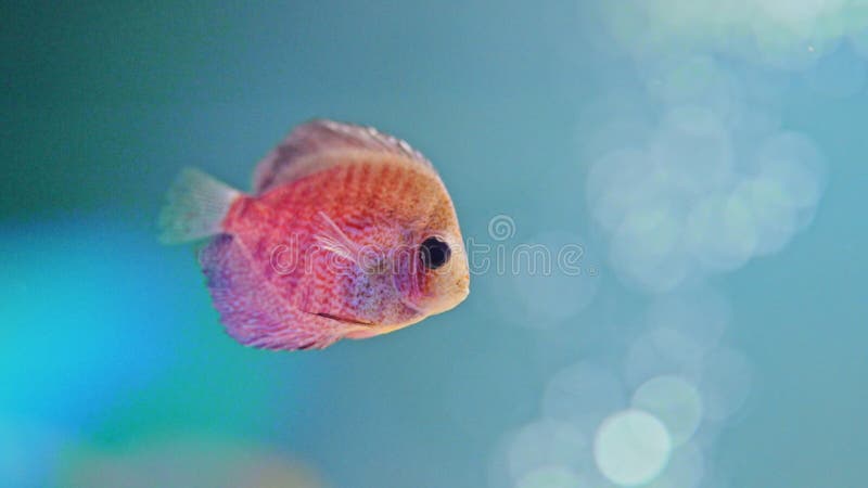 Colorful Discus (pompadour Fish) are Swimming in Fish Aquarium. Stock ...