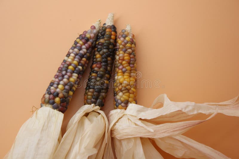 Speckled Corn on the Cob stock photo. Image of natural - 220634084