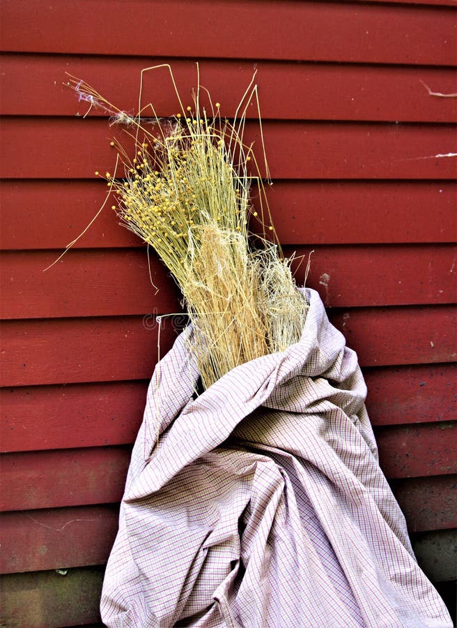 Colorful Display of Pulled Flax Plant after Retting. Stock Image ...