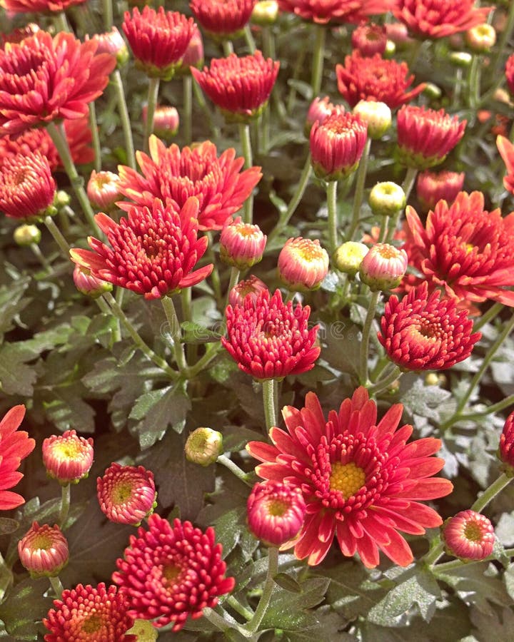 A Red Spherical Chrysant in Autumn Stock Photo - Image of chrysant ...
