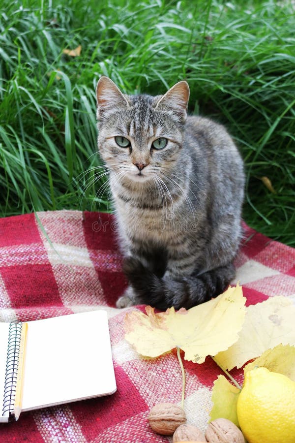 Colorful Domestic Cat Sits on a Plaid Stock Image - Image of brown ...