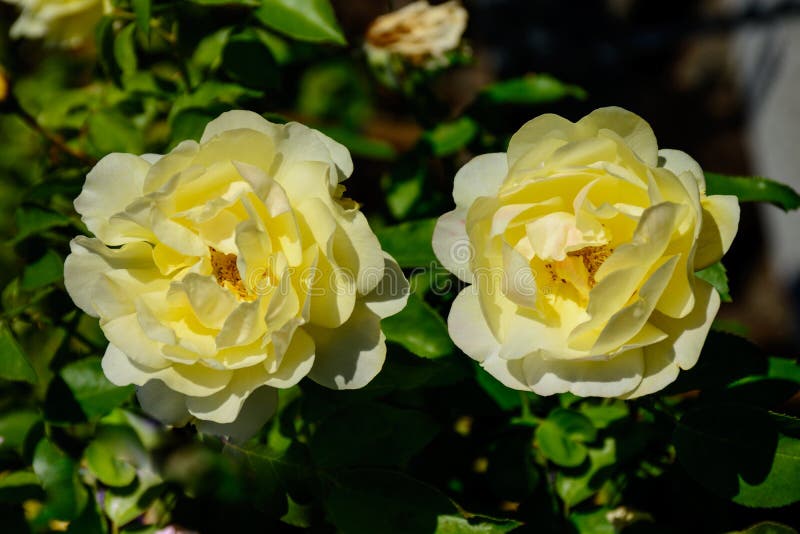 Colorful Rose Full Boom Stock Photos - Free & Royalty-Free Stock Photos ...