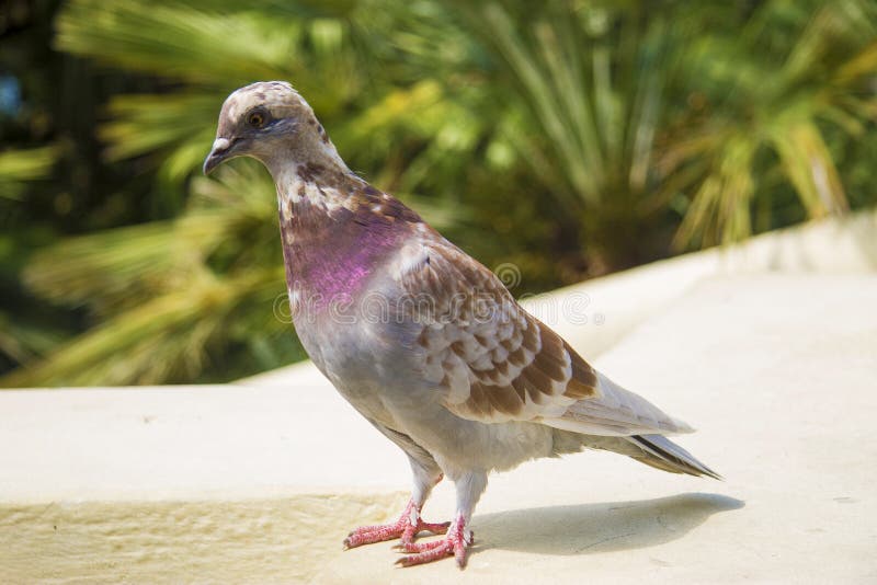 Colorful Dove Standing Standing in the Park Outdoors Stock Image ...