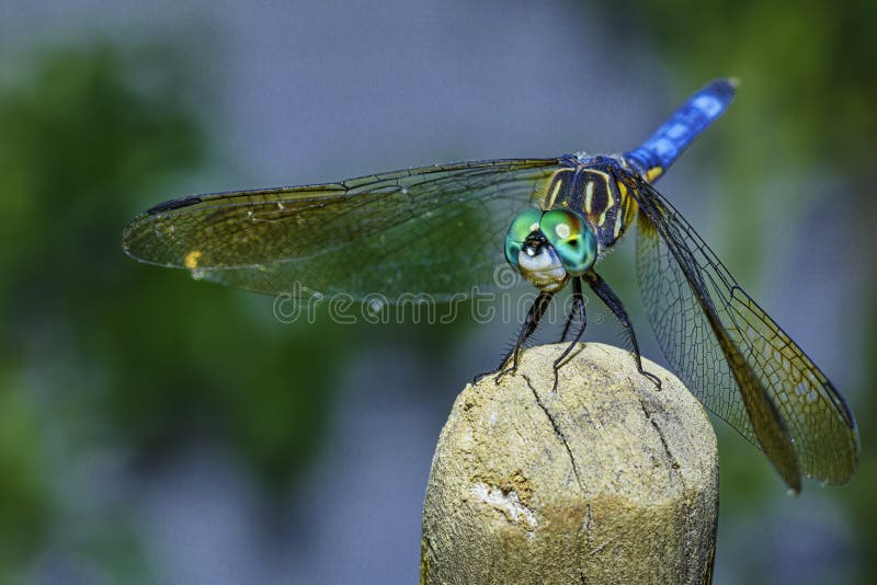 Perched green heron stock image. Image of colorful, foraging - 171123765