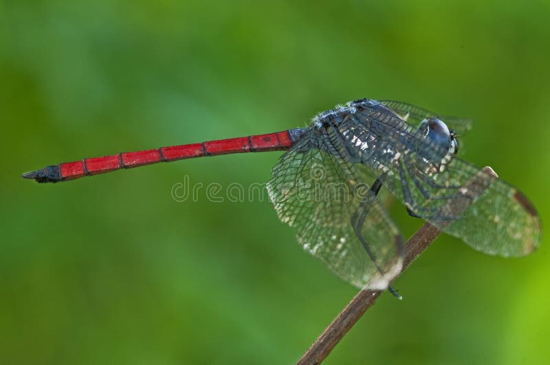 Colorful dragonfly stock photo. Image of leaf, damselfly - 14916218