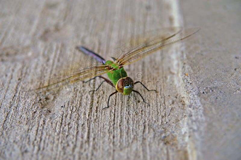 Colorful Dragonfly Picture. Image: 1626550