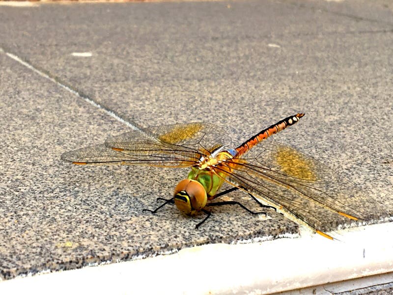 Colorful Dragonfly in hdr stock image. Image of common - 31156319