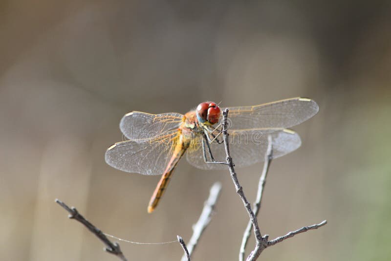 Colorful Dragonfly on Front Stock Image - Image of orange, maddalena ...