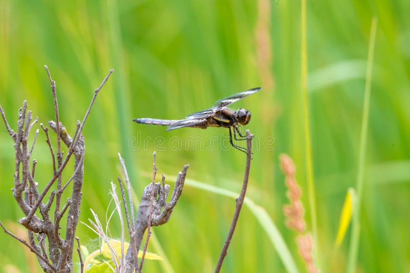 Colorful Dragonfly Perched on a Blade of Grass in Spring Stock Image ...