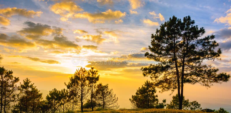 Sunrise, Sky, Tree, Phenomenon Picture. Image: 102642341