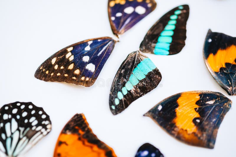 Colorful Dried Butterflies Wings on a White Background Stock Photo ...