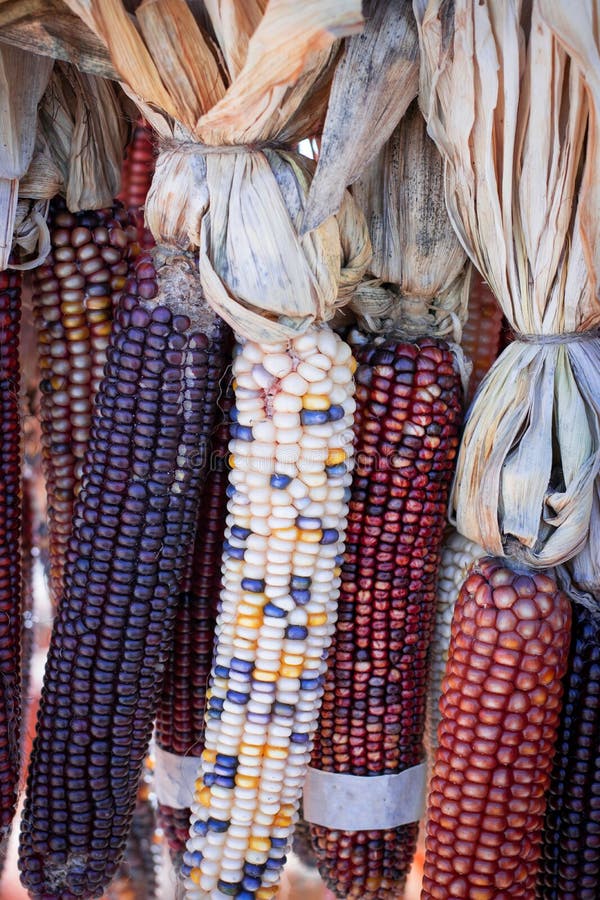 318 Indian Corn Bunch Stock Photos - Free & Royalty-Free Stock Photos ...