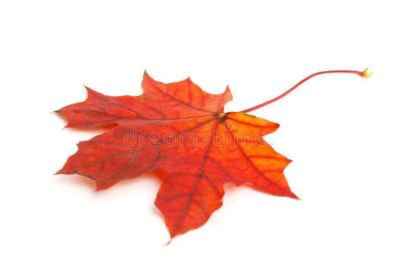 Colorful Dry Autumn Maple Leaf Stock Photo - Image of fall, close ...