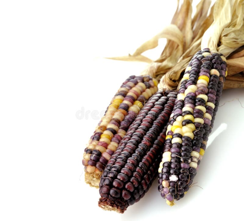 Colorful Dry Corn stock photo. Image of indian, season - 21743812