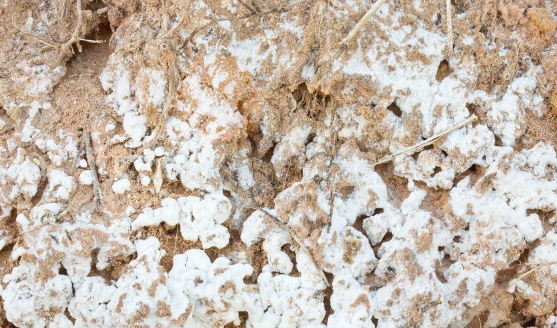 Salt on the soil surface stock image. Image of closeup - 121480745