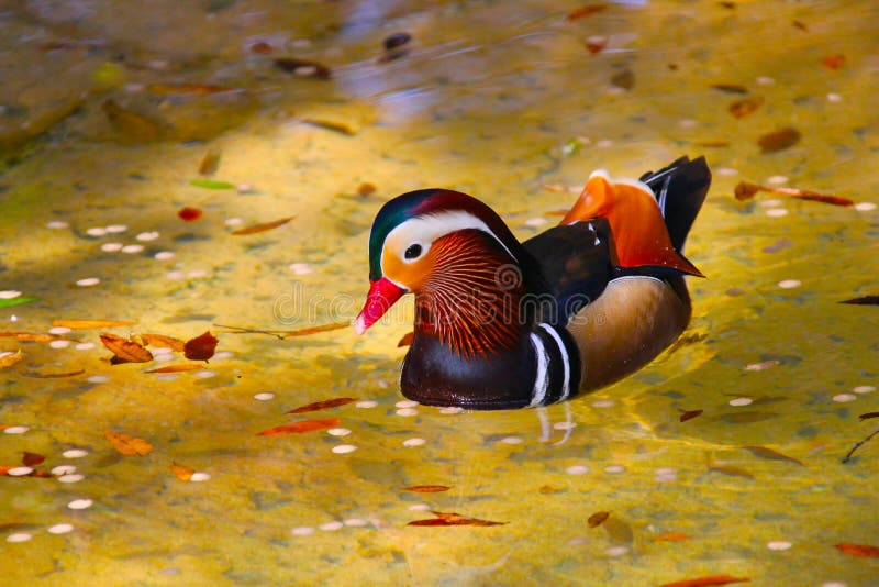 Colorful Duck stock image. Image of fidelity, asian, colorful - 23159549