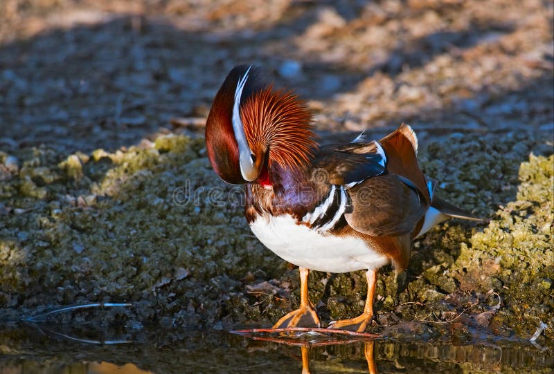 Colorful duck stock image. Image of nature, birdwatching - 25858353
