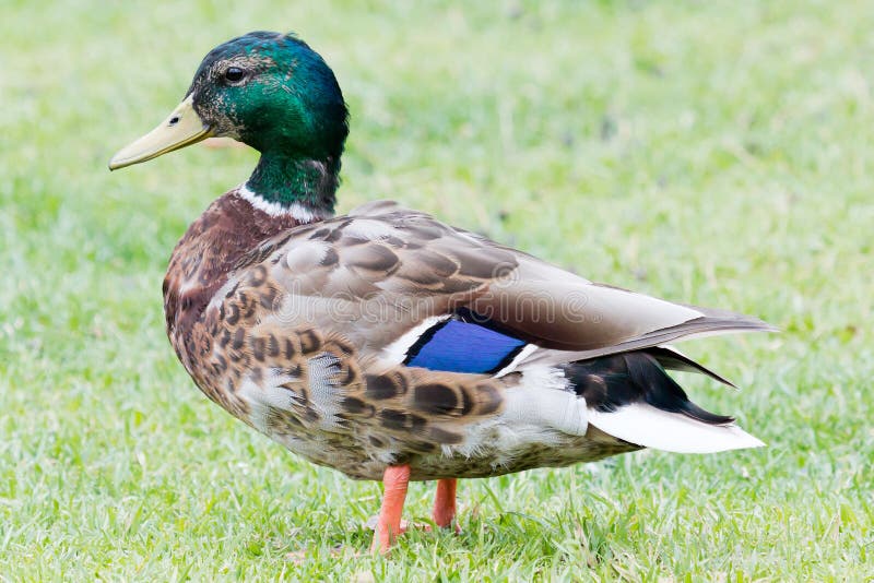 Colorful duck stock photo. Image of detail, duck, green - 26203622