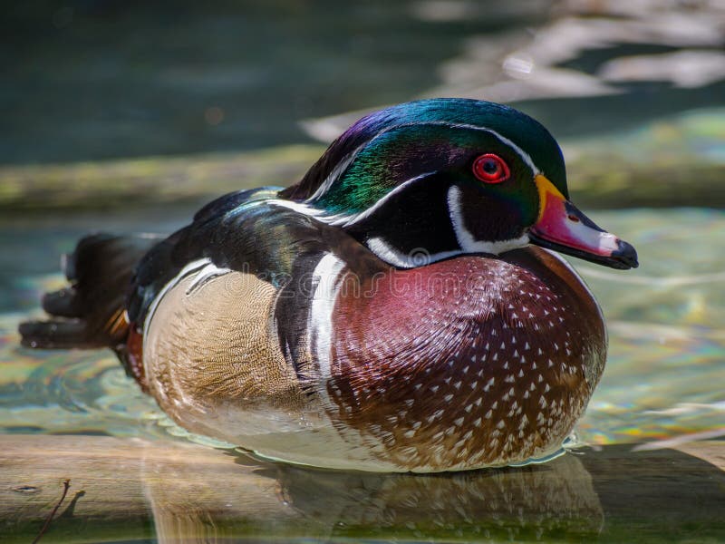 Colorful duck by water stock photo. Image of feather - 14153352