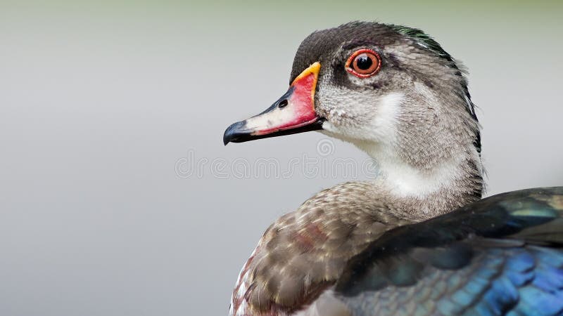 Colorful duck stock photo. Image of avian, waterfowl - 34353600