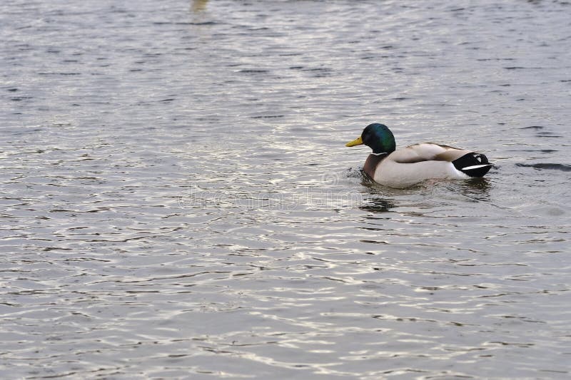 Colorful Duck Swimming Forward Stock Image - Image of color, feather ...