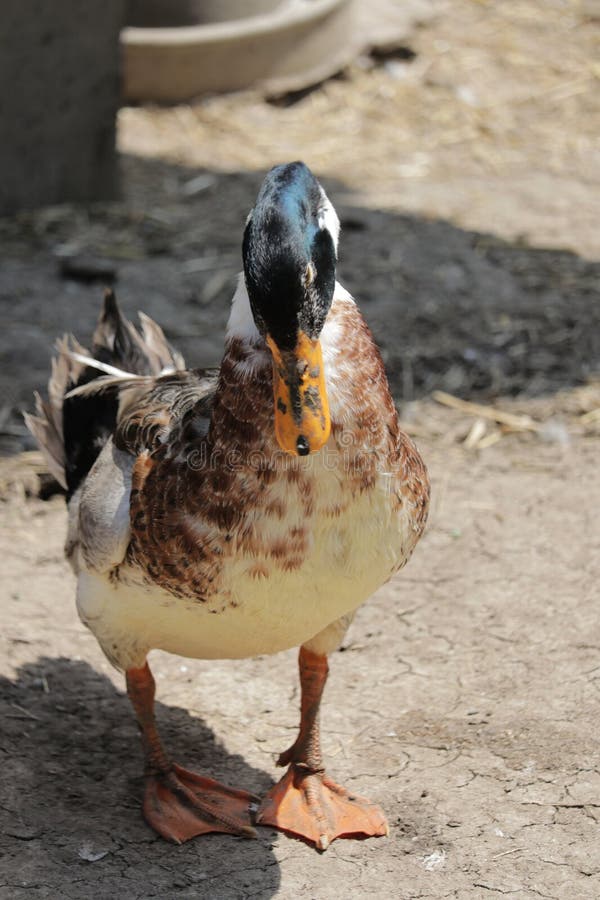 Colorful Duck Walking on the Ground in a Farmyard Setting during the ...