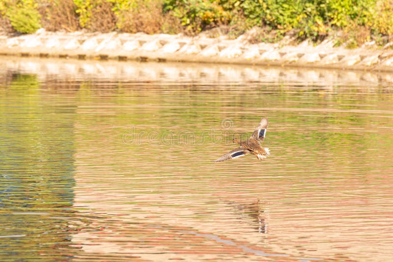Colorful Ducks in Autumn Park Stock Image - Image of fall, cute: 155195193