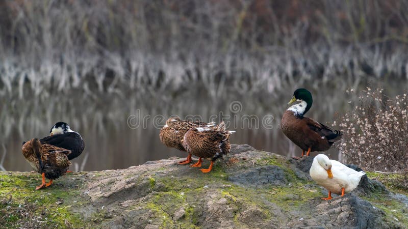 Colorful Ducks on Lake Shore Stock Image - Image of waterfowl, fowl ...