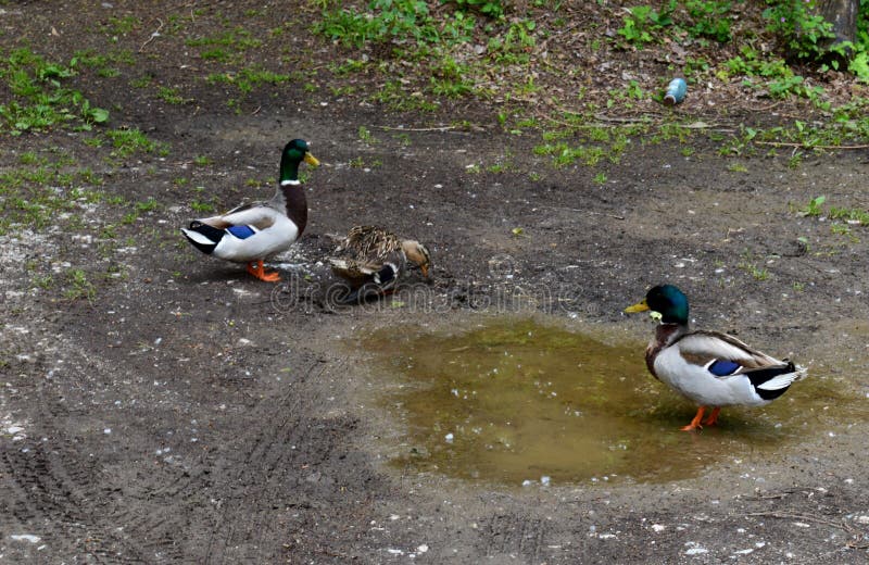 Ducks at the puddle stock photo. Image of ducks, colors - 148980808