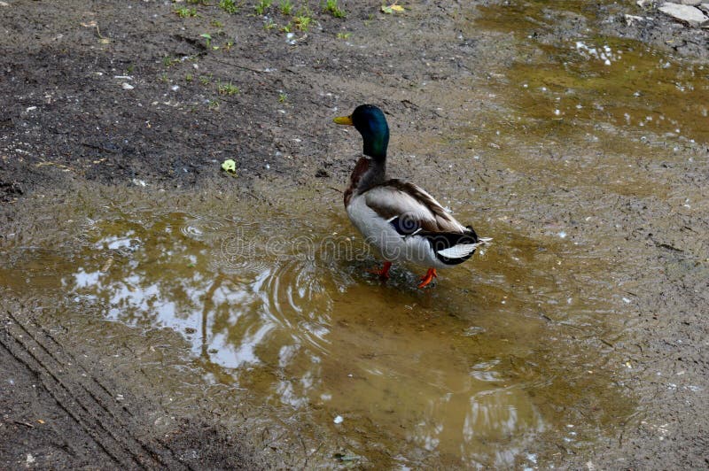 Ducks at the puddle stock image. Image of puddle, color - 148981217