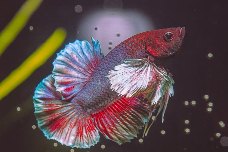 Colorful Dumbo Ear Betta FIsh Stock Image - Image of motion, exotic ...