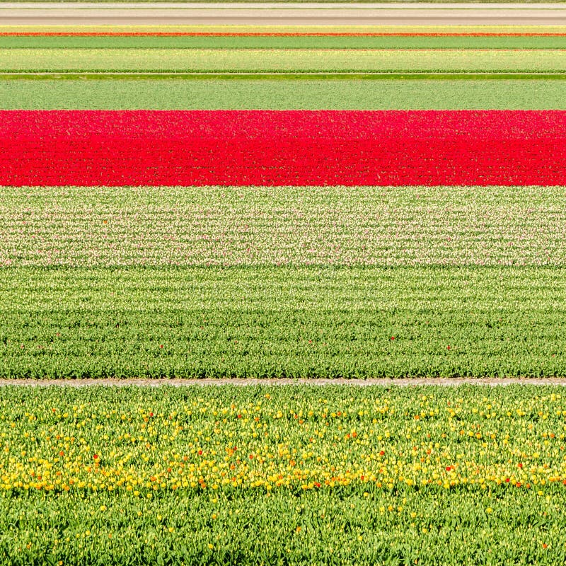 Colorful Dutch tulip field stock photo. Image of parallel - 89278814