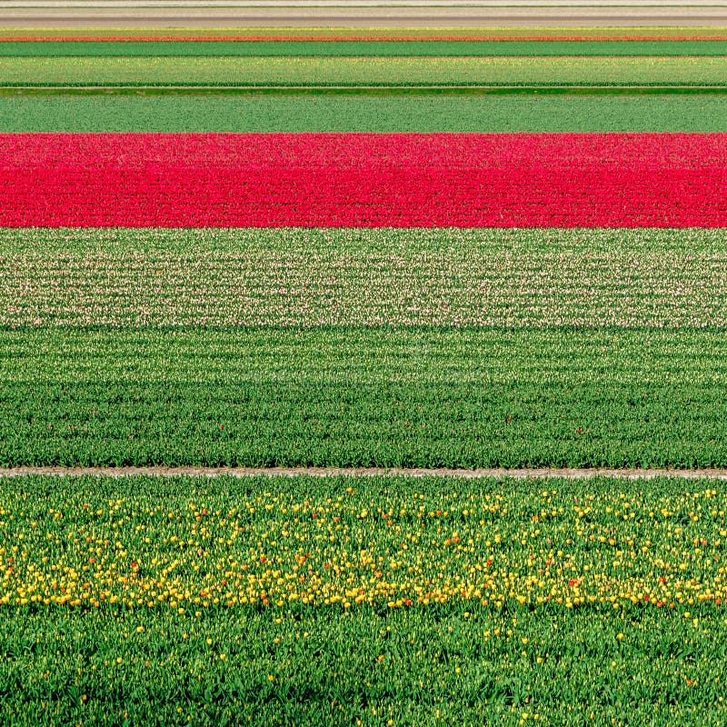 Colorful Dutch tulip field stock photo. Image of green - 89282356