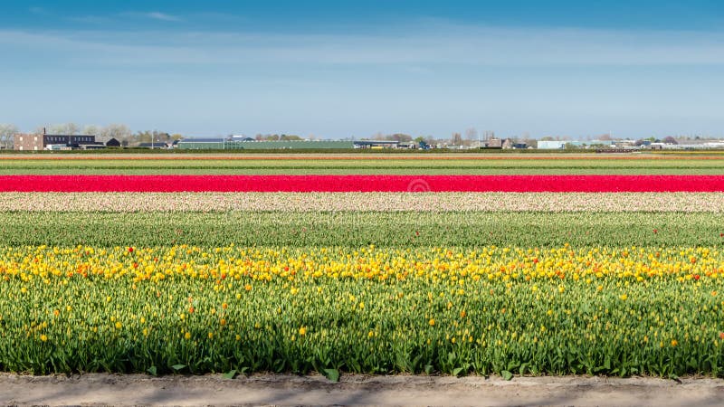 Colorful Dutch tulip field stock image. Image of rustic - 89282879