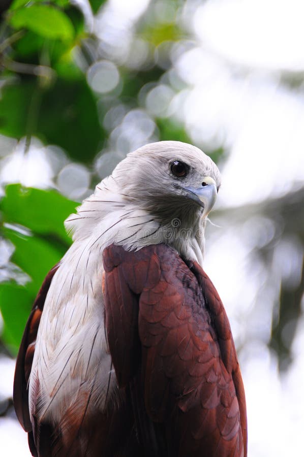 Colorful Eagle stock image. Image of beauty, golden, alert - 6693447