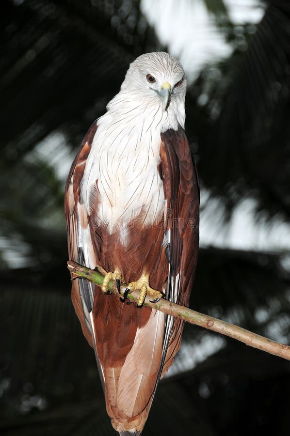 Colorful Eagle stock photo. Image of bill, bird, desert - 6693766