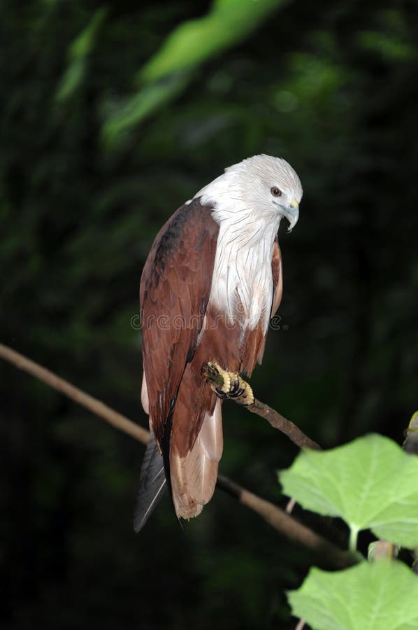 Colorful Eagle Picture. Image: 6693978