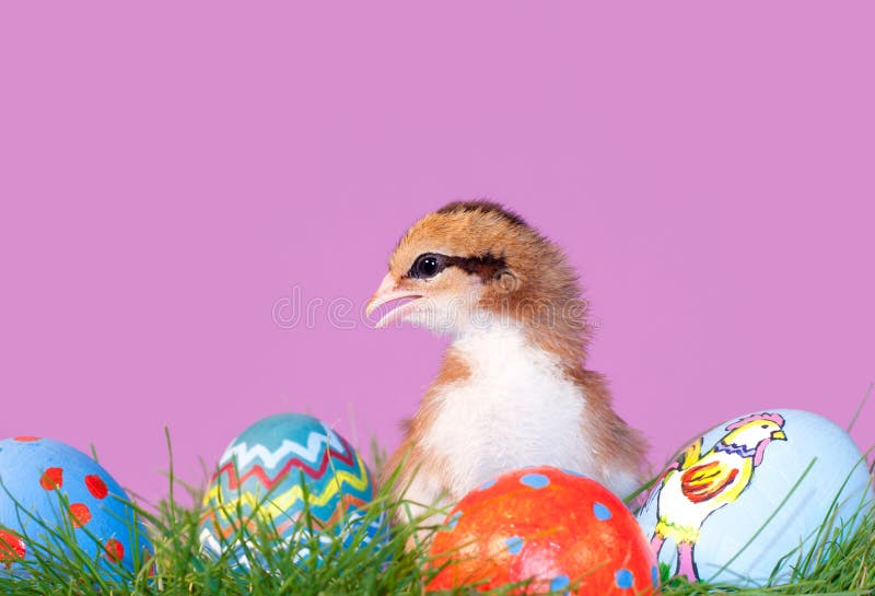 Colorful Easter Chick with Eggs in Grass Stock Image - Image of ...
