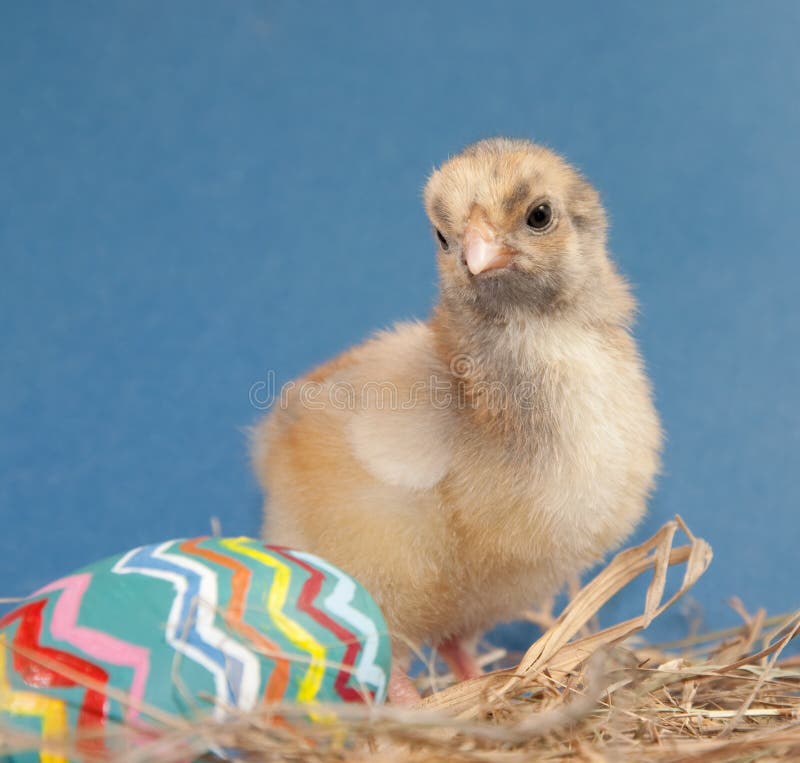 Colorful Easter Chick in Hay with a Painted Egg Stock Image - Image of ...