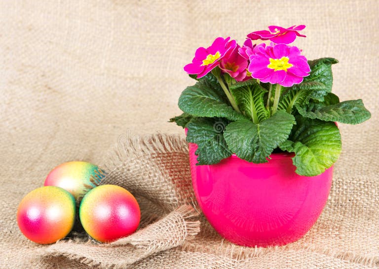 Colorful Easter Eggs and Beautiful Primula Stock Photo - Image of ...