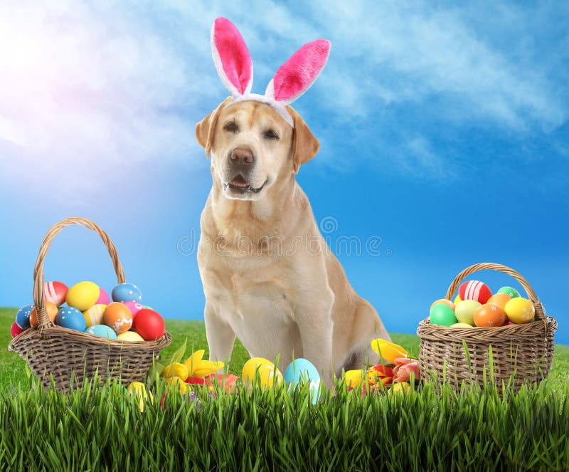 Colorful Easter Eggs and Cute Dog with Bunny Ears Headband Stock Image ...