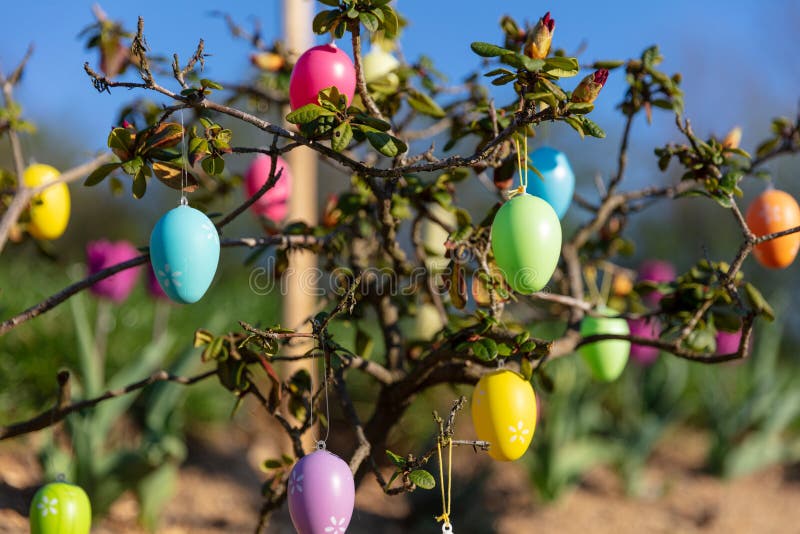 Colorful Easter Eggs on a Tree Branch Stock Photo - Image of blossom ...