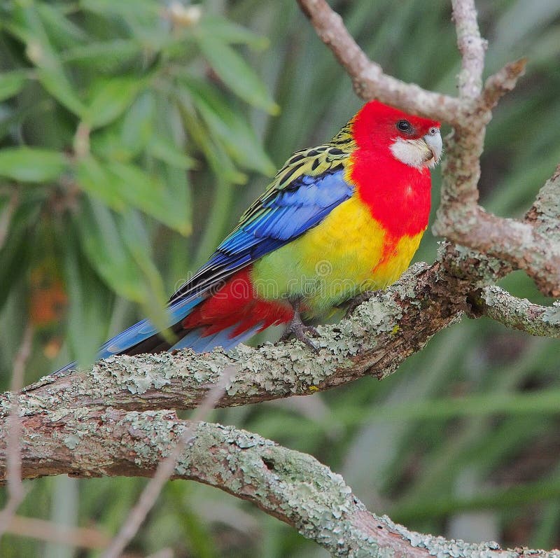 Eastern Rosella on a Branch Stock Photo - Image of habitat, scene ...